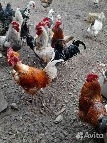 Продаю хозяйство/куры, петухи