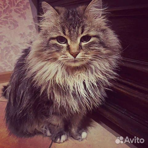 Красавчик нафаня