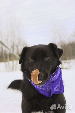 Черный красавчик в добрые руки