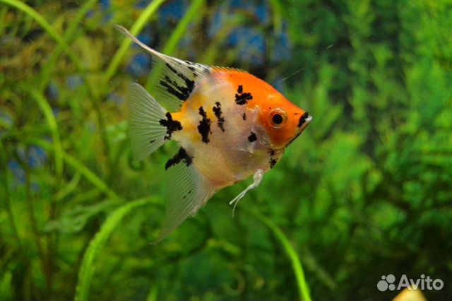 Скалярия (девочка)