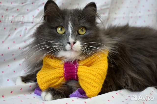 Кот Тимошка, 1,5 года