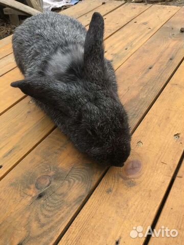 Кролики на племя полтавское серебро, строкач