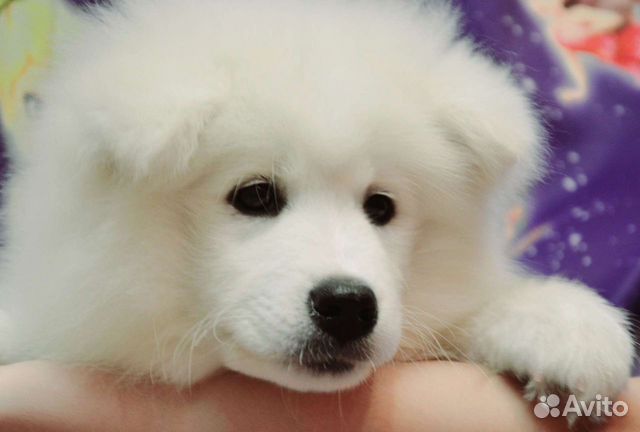 Щенки самоедской лайки
