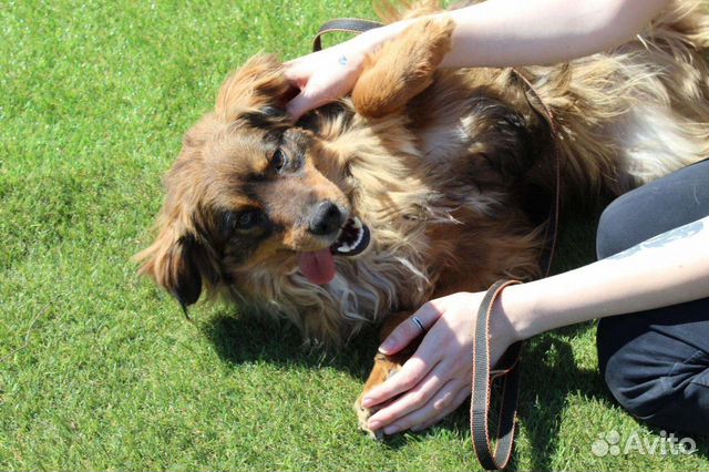 Тайлер в добрые руки