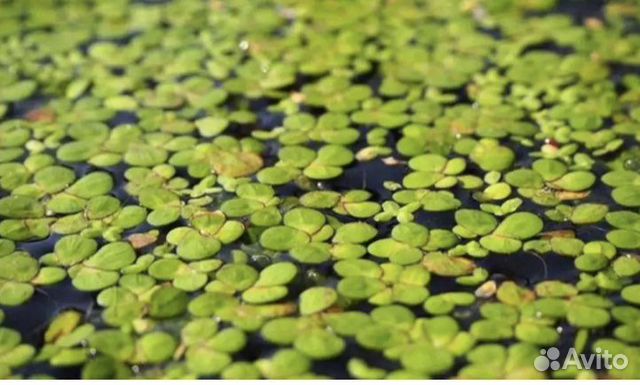 Ряска аквариумная