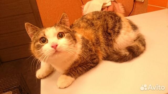 Мася - нежная кошечка 3 лет