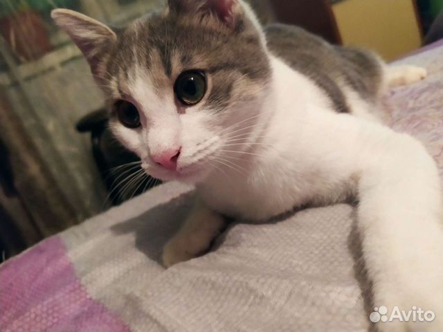 Кот мальчик очень весёлый