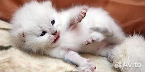 Котятки блондины с голубыми глазками