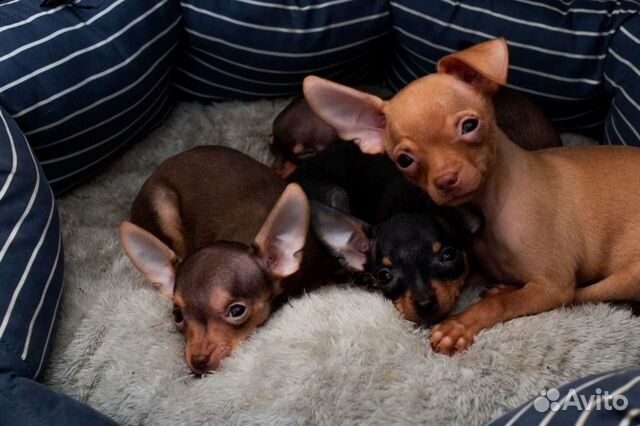 Щенки Русского тоя, девочки РКФ