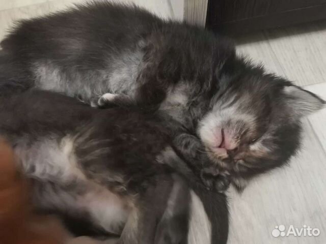 Котёнок Мэйнкун