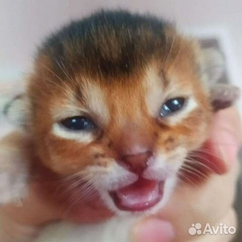 Абиссинская