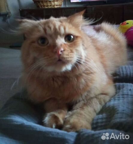 Рыжий вислоухий шотландский котик, кот ищет дом