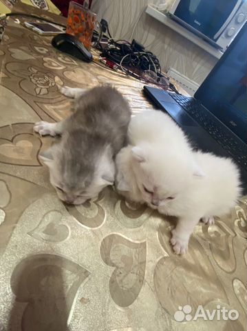 Британские вислоухие котята