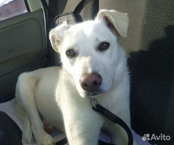 Алекс щенок подросток