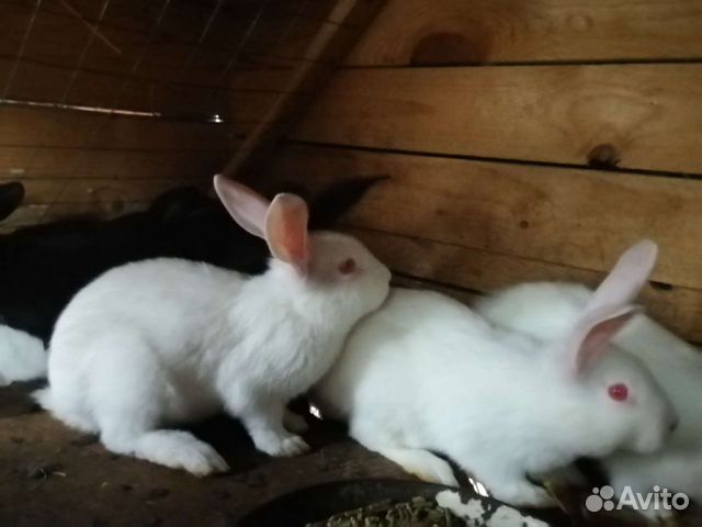 Крольчата помесные