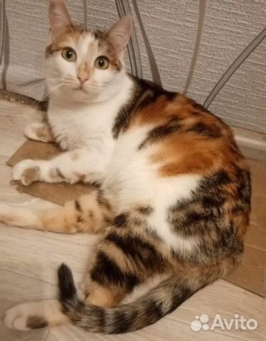 Кошка стерилизованная трехцветная
