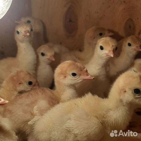 Индюшата бройлерные и цыплята бройлерные