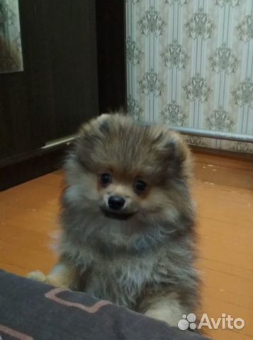 Немецкий mini шпиц