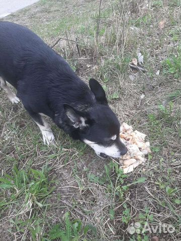 Собака маленькая, кто потерял