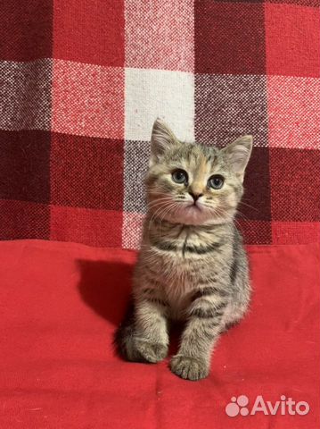 Прелестная котенок-девочка, британка