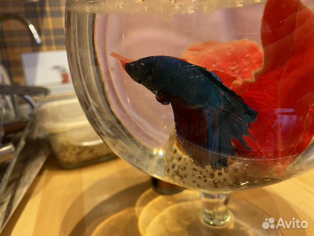 Рыбка петушок в дар