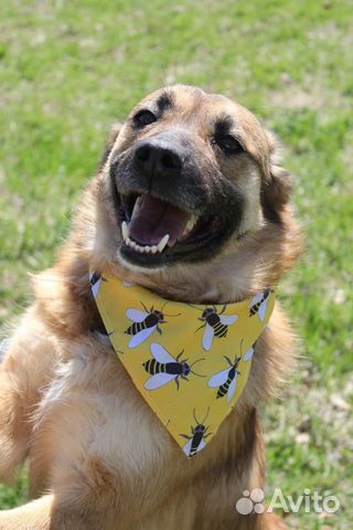 Небольшая Фокси, отдам в хорошие руки