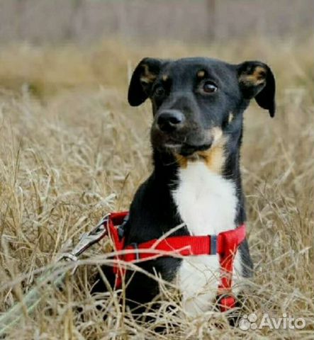 Маленькая кнопочка ищет дом