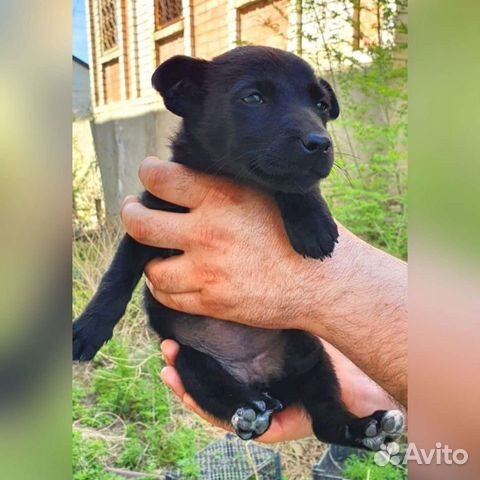 Щенки, мальчик и девочка в добрые руки