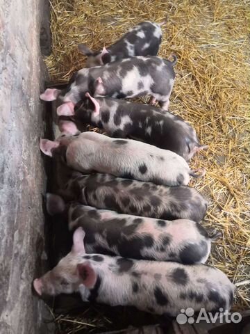 Поросята пьетрен дюрок