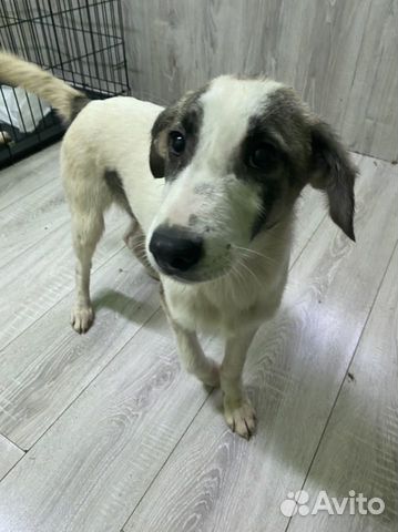 Щенок в добрые руки бесплатно