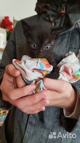 Котенок мальчик