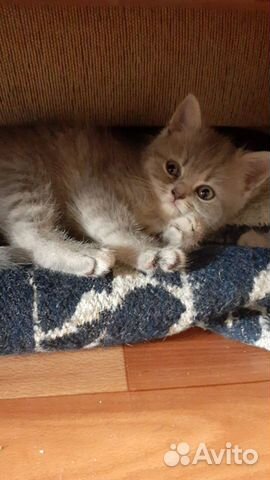 Продается котенок(девочка)