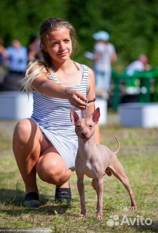 Голыши. Щенки агт
