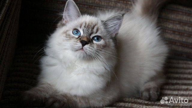 Ласковые голубоглазые котята невской маскарадной М