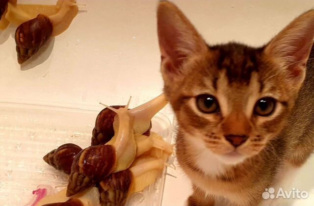 Улитки ахатины