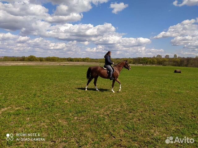 Буденновская полукровная кобыла