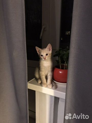 Рыжий котенок в добрые руки