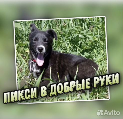 Пикси в добрые руки