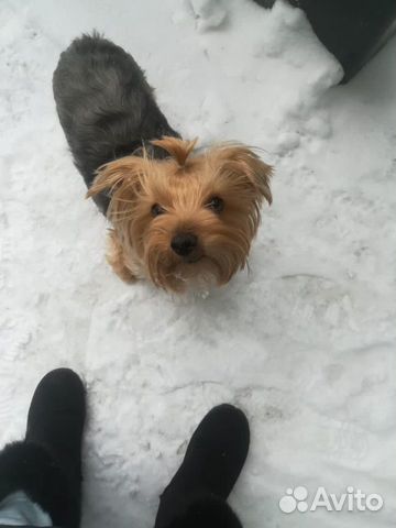 Йоркширский терьер на вязку