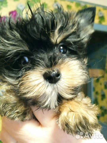 Цветной йоркширский терьер