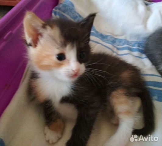 Котята Матрёна и Маркиза в добрые руки