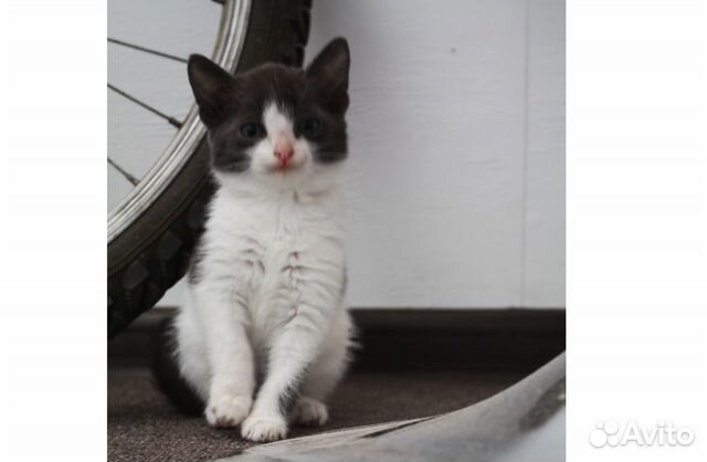 Котенок в добрые руки