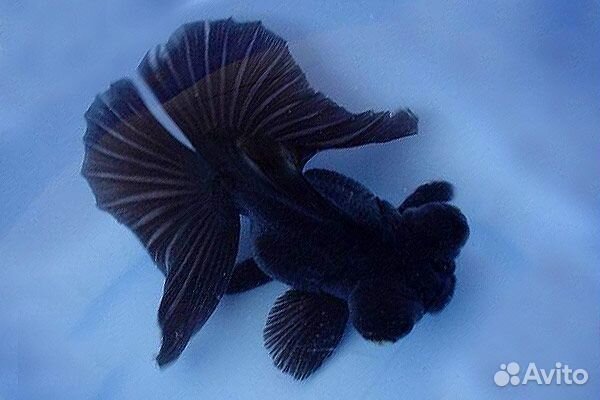 Телескоп-бабочка чёрный