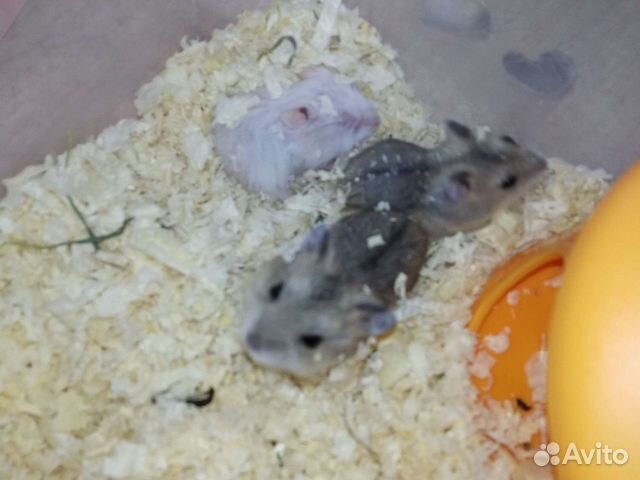 Джунгарский хомяк