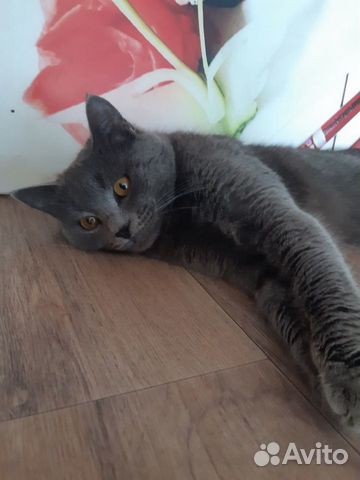 Британский кот Патрик