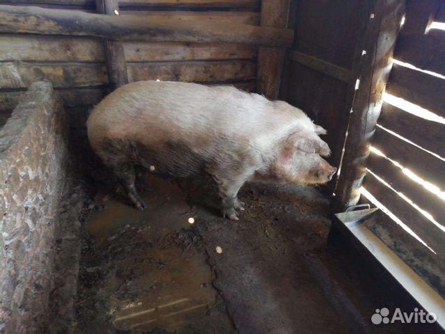 Кабан на мясо