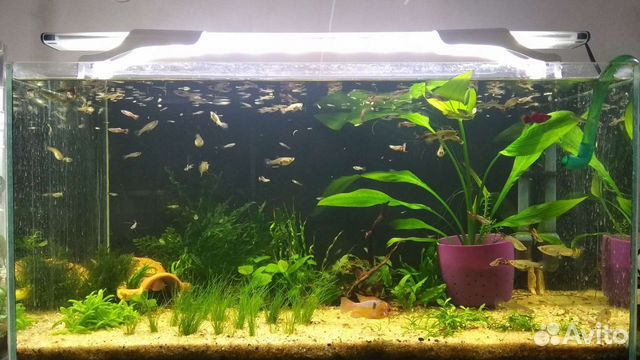 Аквариум