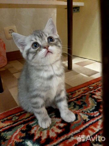 Котята британские