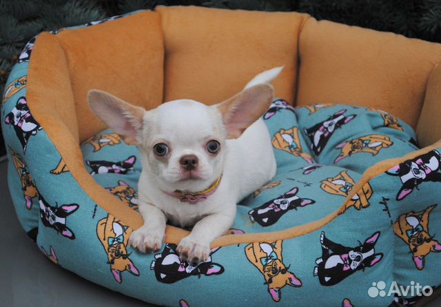 Малыш Индиго