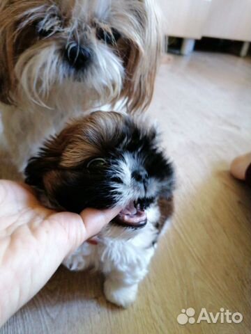 Щенки ши-тцу